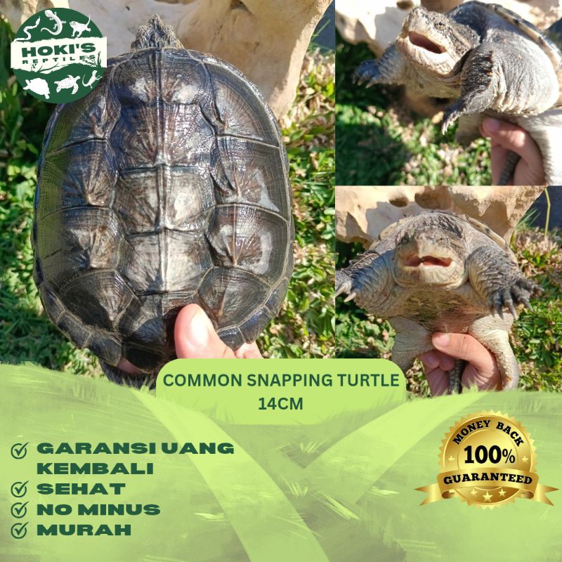 Jual PELET COMMON SNAPPING TURTLE CST 14CM GARANSI | Shopee Indonesia