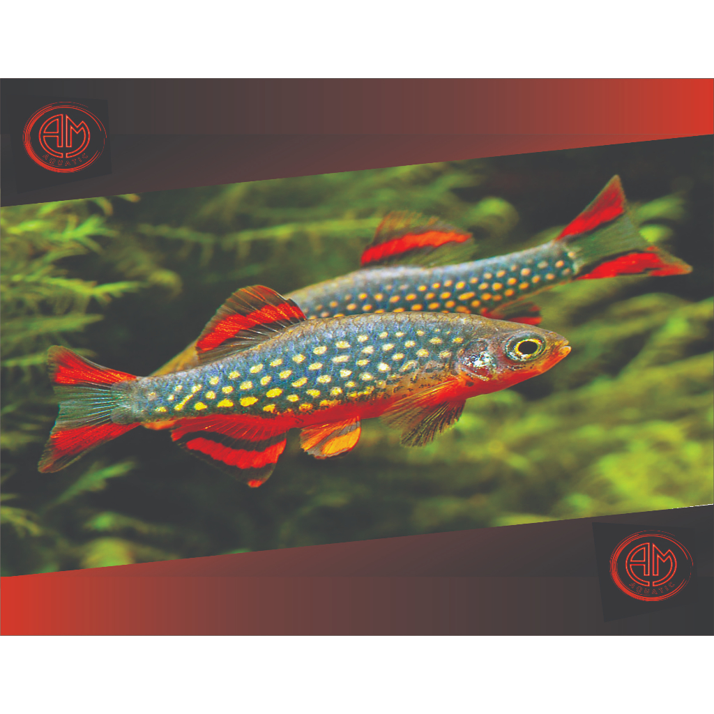 Jual Paket Rasbora Galaxy 5 Ekor | Emerald Kubotai | Ikan Aquascape ...