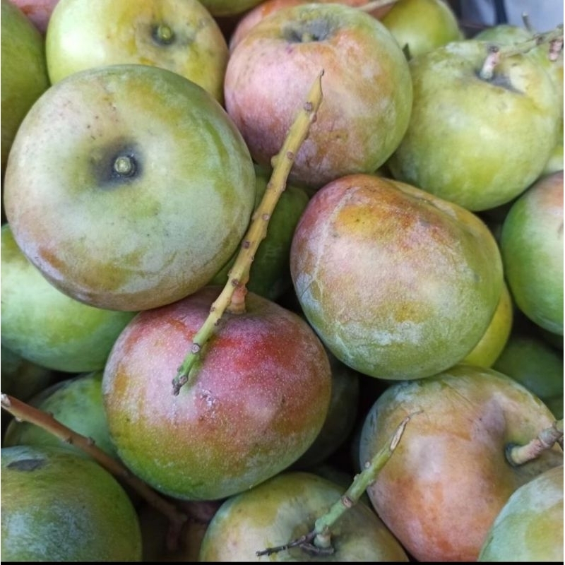 Jual Buah Mangga Apel fresh 1kg | Shopee Indonesia