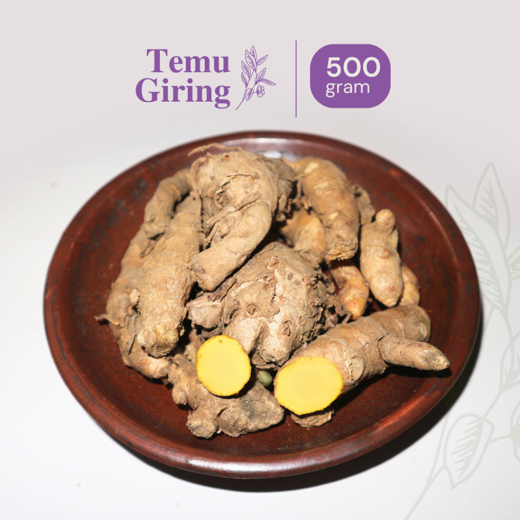 Jual Temu Giring / Temu Kuning 500 gr SEGAR kualitas SUPER | Shopee ...