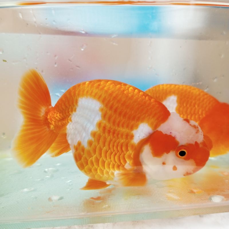 Jual Ikan Hias Mas Koki Ranchu Rancu Buffalo Lionchu Lucu HIGH QUALITY ...