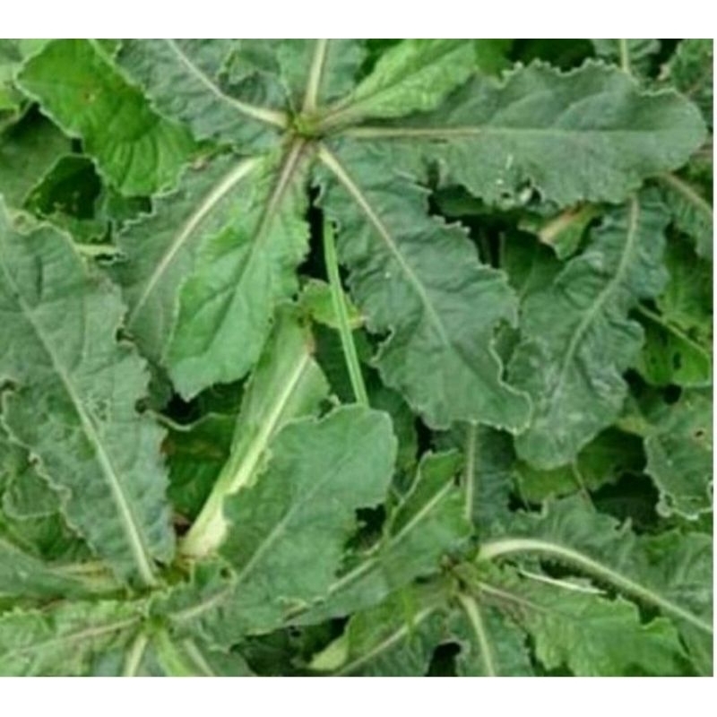 Jual Daun Tapak Liman dengan akar/asli alami | Shopee Indonesia