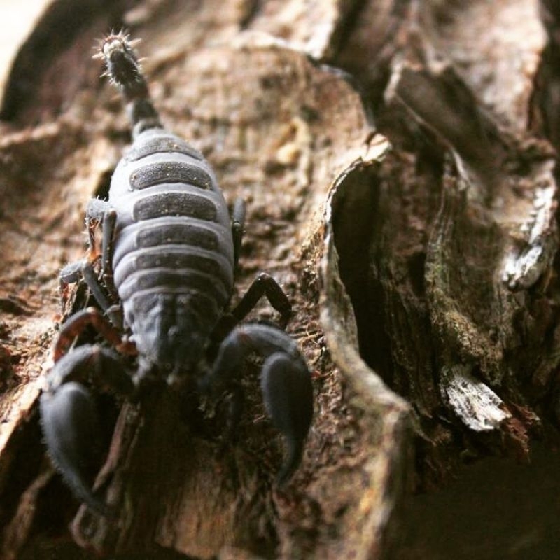 Jual chaerilus sp java (pakan ikan / burung / tarantula/ reptile ...