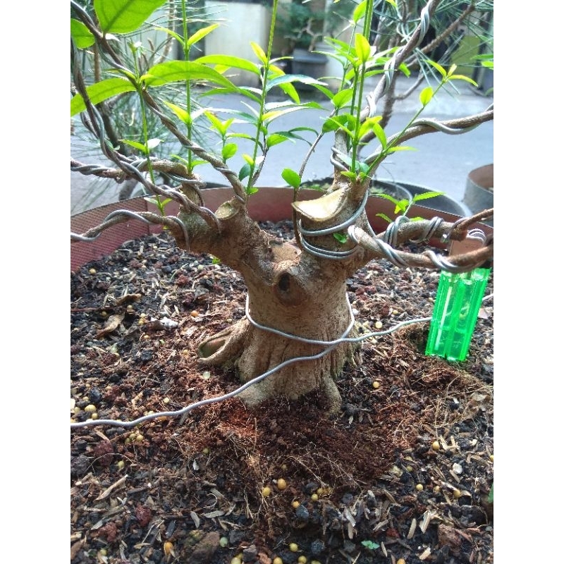 Jual bahan bonsai anting putri batang putih ( free anput mini ...