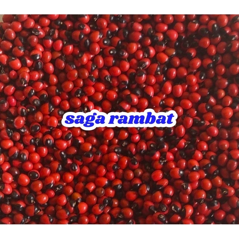 Jual benih saga rambat berat 1 kg | Shopee Indonesia