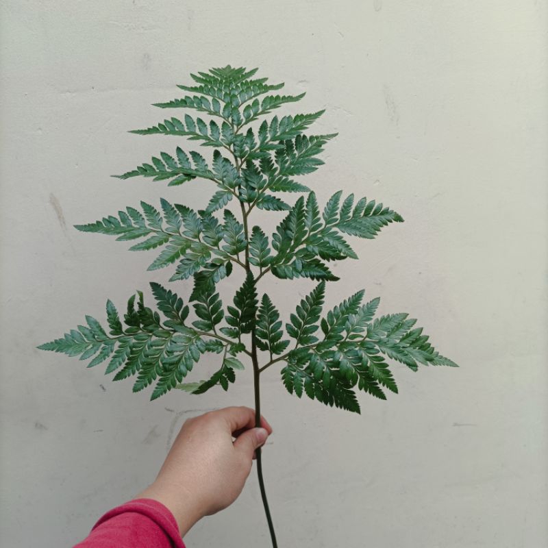 Jual Daun Pakis Fresh (daun potong segar) | Shopee Indonesia
