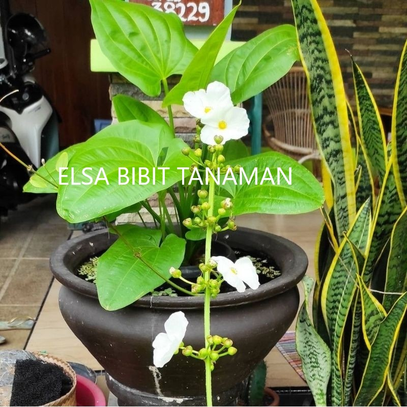 Jual BIBIT BUNGA [MELATI AIR] SIAP TANAM beli 5 gratis 1 | Shopee Indonesia