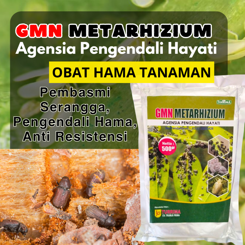 Jual Obat Hama Tanaman Ulat, Metarhizium Pembasmi Semua Jenis Ulat ...