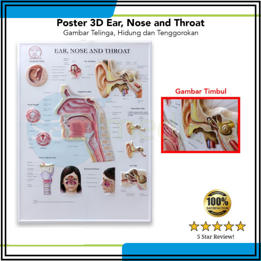 Jual Poster 3D Ear, Nose and Throat / poster gambar Telinga, Hidung dan ...