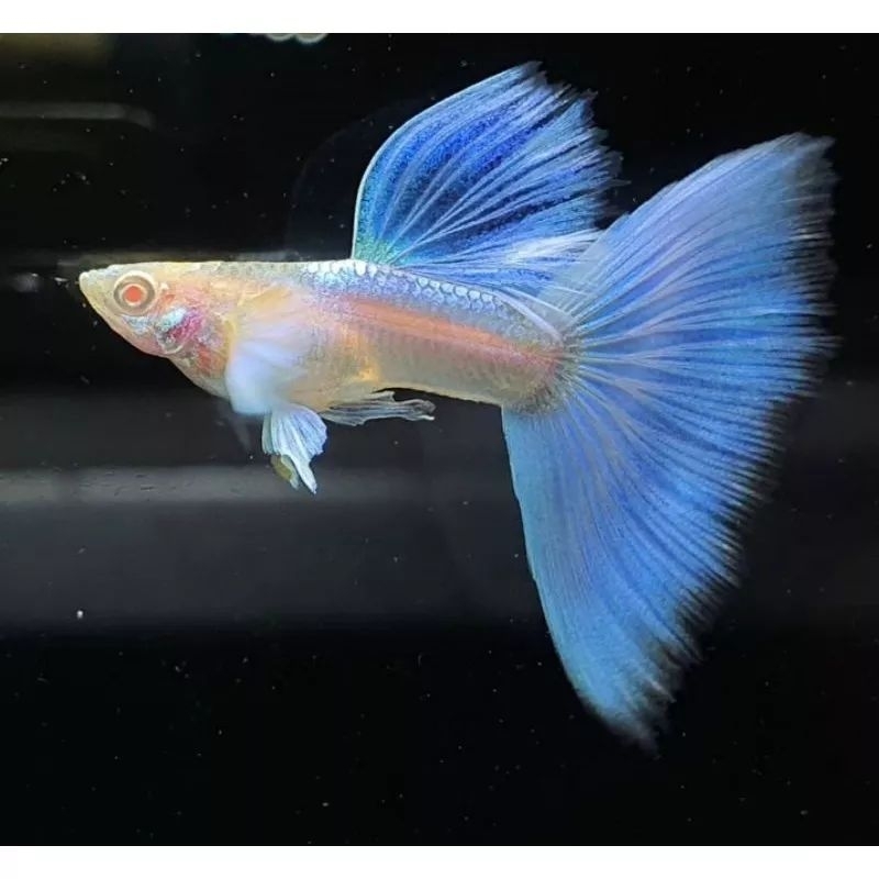 Jual Gambar Gapi Albino Blue Sky | Shopee Indonesia