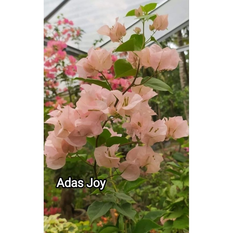 Jual Bougenville Adas Joy Ori (Bibit) | Shopee Indonesia