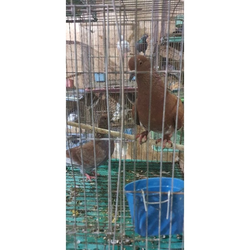 Jual MERPATI BALAP JAWA 1PASANG | Shopee Indonesia