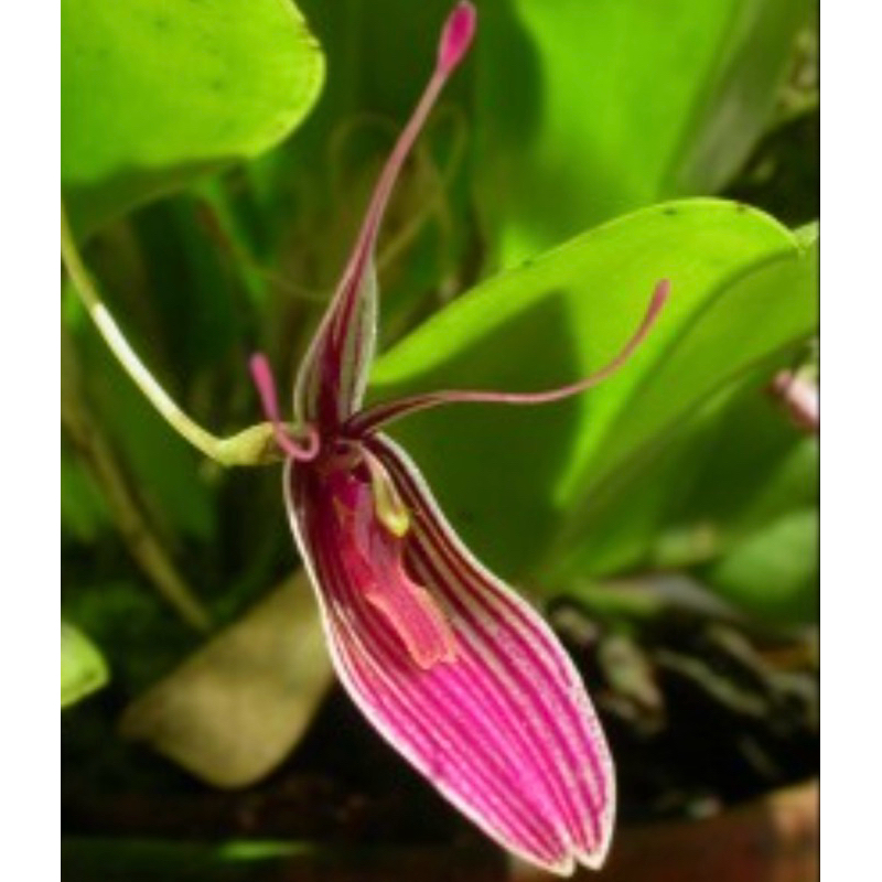 Jual Anggrek Bulbophyllum Restrepia Ridl | Bulbo Restrepia | Bulbo ...
