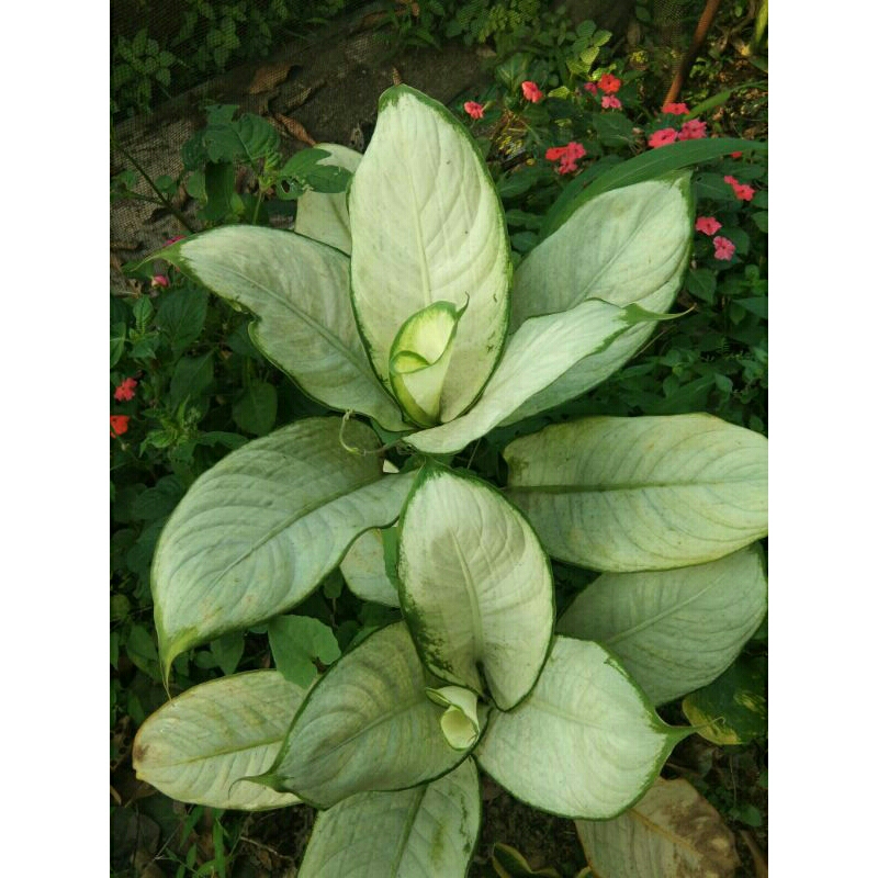 Jual bunga aglonema diven tisue dewasa | Shopee Indonesia
