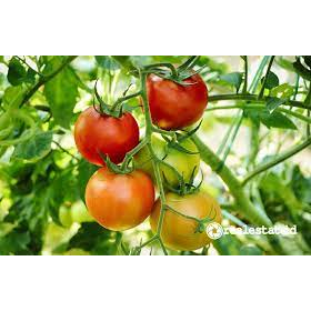 Jual Bibit Tanaman Hidup TOMAT BUAH / SAYUR - Bibit Pohon Tomat Merah ...