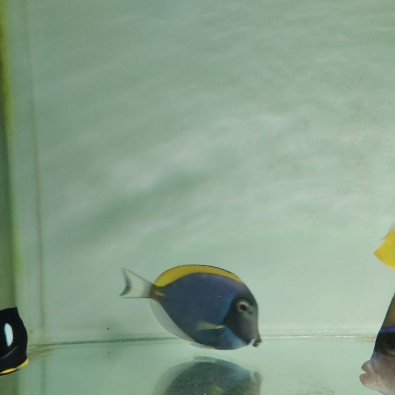 Jual botana biru xl (baca deskripsi) | Shopee Indonesia