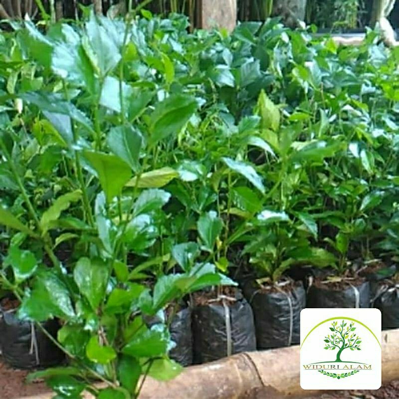 Jual TANAMAN TEH TEHAN SUDAH BERAKAR / POHON TEH TEHAN / SUDAH BERAKAR ...