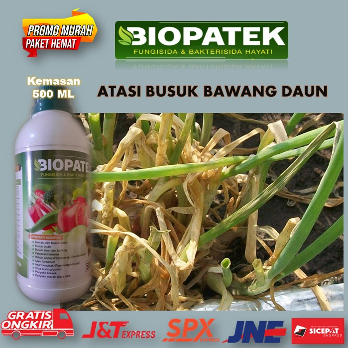 Jual Pupuk Paling Ampuh Atasi Busuk Bawang Daun - Terbaru Pupuk Cair ... Jual Pupuk Paling Ampuh Atasi Busuk Bawang Daun - Terbaru Pupuk Cair ...