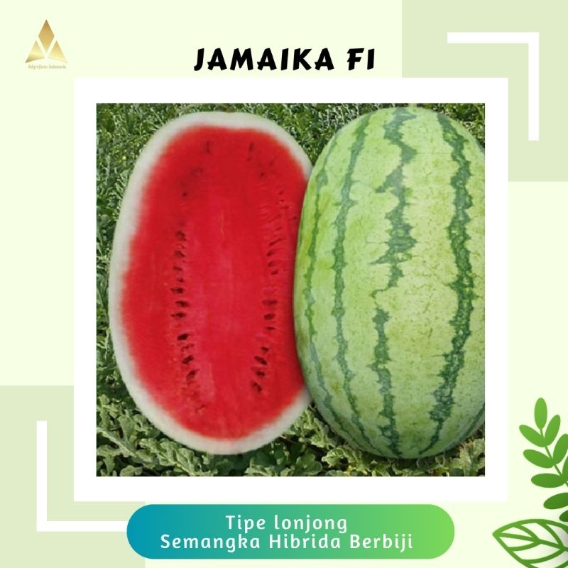Jual Benih Semangka Tipe Lonjong Hibrida Jamaika F1 Iso 100 Butir Cup ...