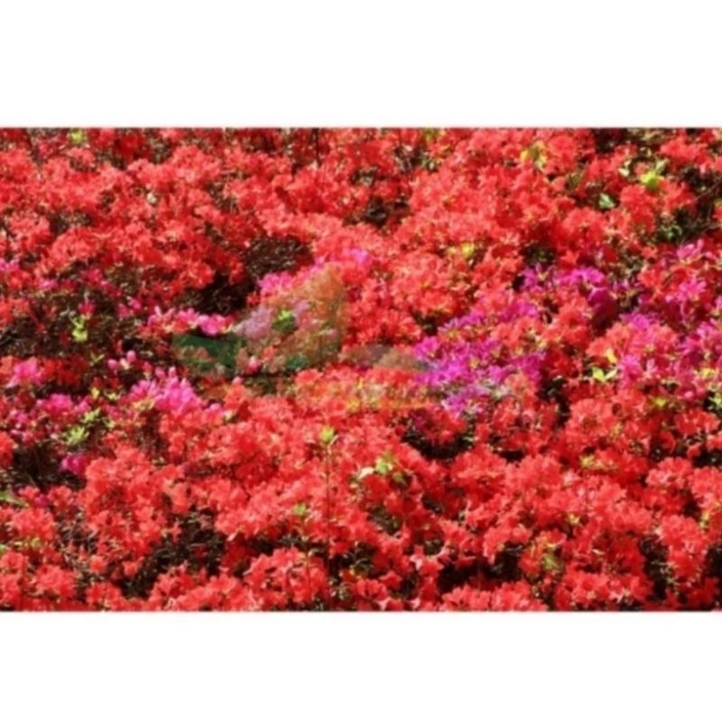 Jual bibit tanaman hias bunga Azalea merah (tanaman hidup) | Shopee ...