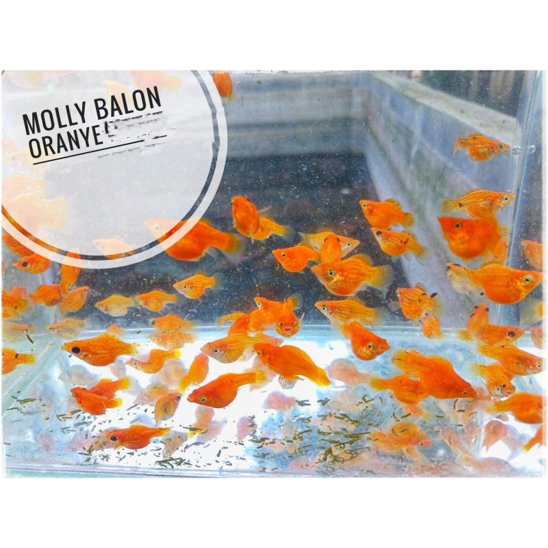 Jual MOLLY BALON OREN BELI 10+BONUS 1 EKOR | Shopee Indonesia