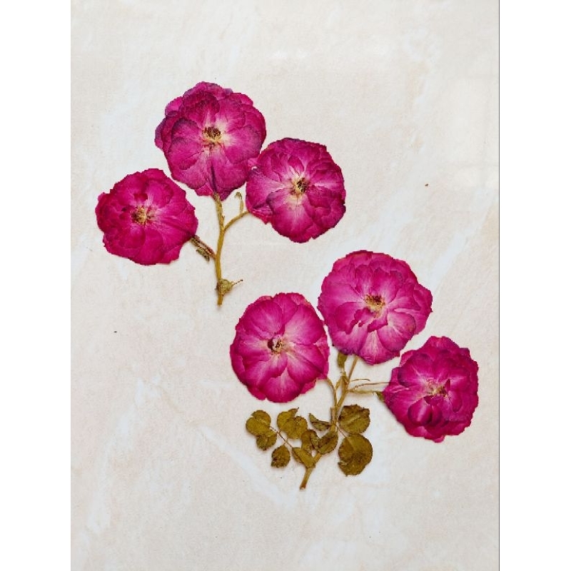 Jual SPECIAL COLLECTION - Rose 3 kuntum - Bunga Mawar kering ...