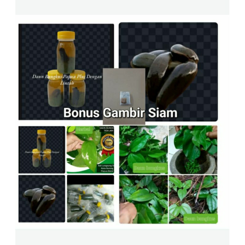 Jual Daun Bungkus Papua Asli 100% Herbal Organik ( 1 Botol ) | Shopee ...