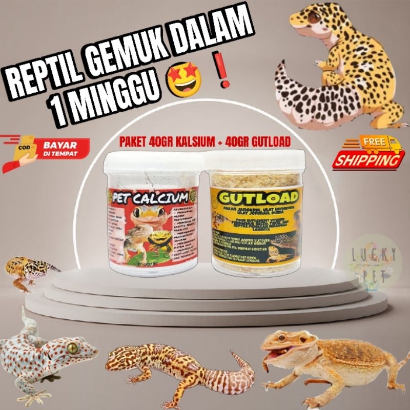 Jual PAKET GEMUK 40GR SUPPLEMENT KALSIUM + GUTLOAD GECKO CALCIUM ...