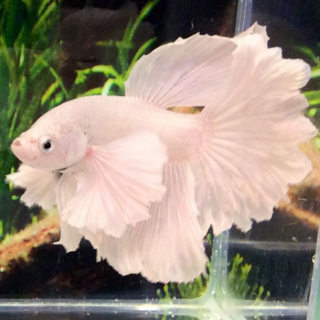 Jual Ikan Cupang HM White Platinum Dumbo ear | Shopee Indonesia