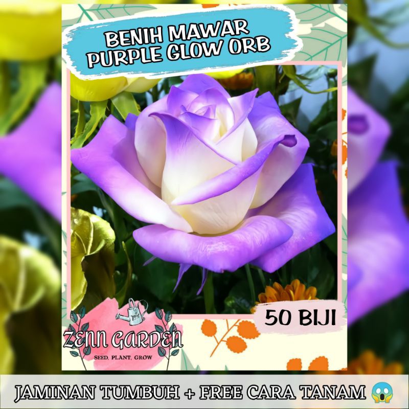 Jual REFA (50 Butir) Benih Bibit Mawar Purple Glow Original PREMIUM ...
