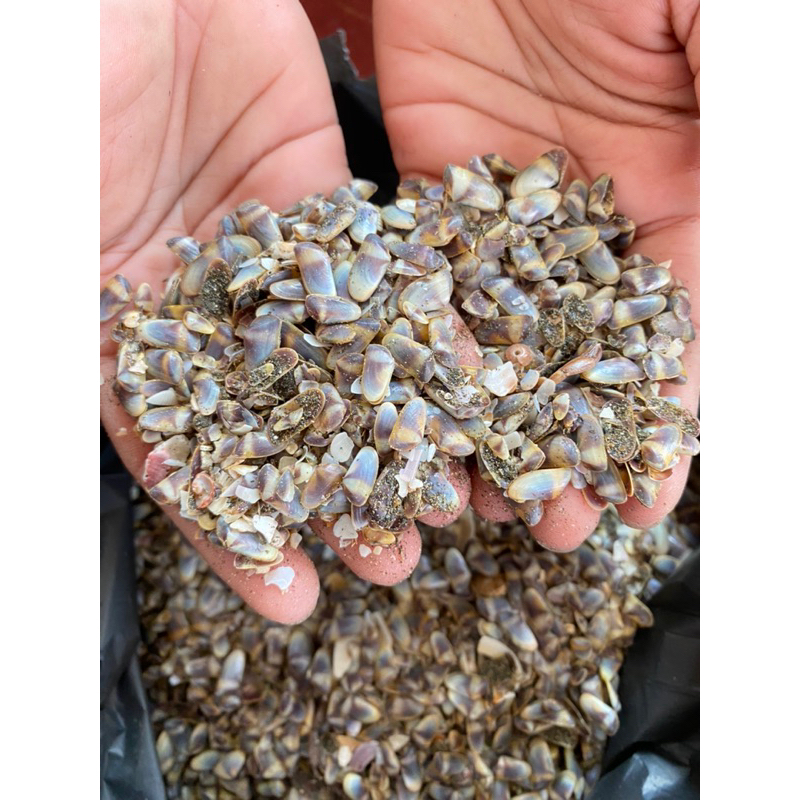Jual KREMIS/REMIS KERANG CAMPURAN PAKAN TERNAK 1KG | Shopee Indonesia