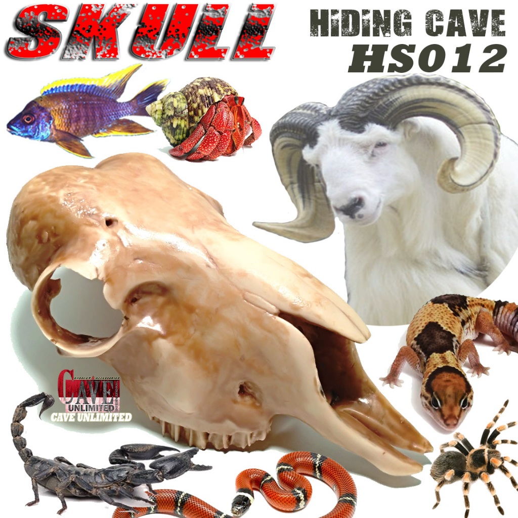 Jual HS012 HIDING SKULL CAVE REPTILE FOSIL SKELETON TENGKORAK KEPALA ...