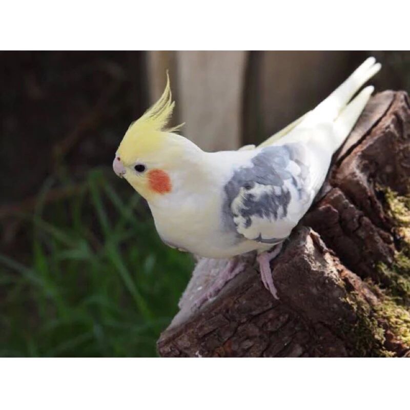 Jual BURUNG FALK PARKIT AUSTRALIA BON KUNING | Shopee Indonesia