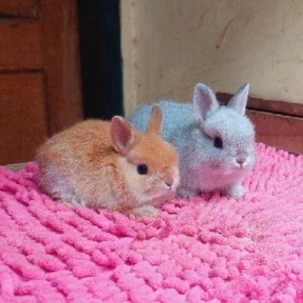 Jual kelinci mini netherland dwarf ras purebreed | Shopee Indonesia