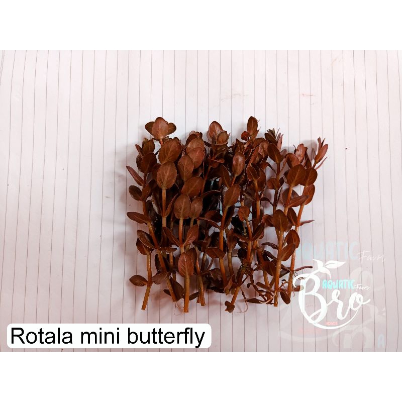 Jual Tanaman Aquascape Rotala macrandra mini butterfly 25 batang | Shopee Indonesia