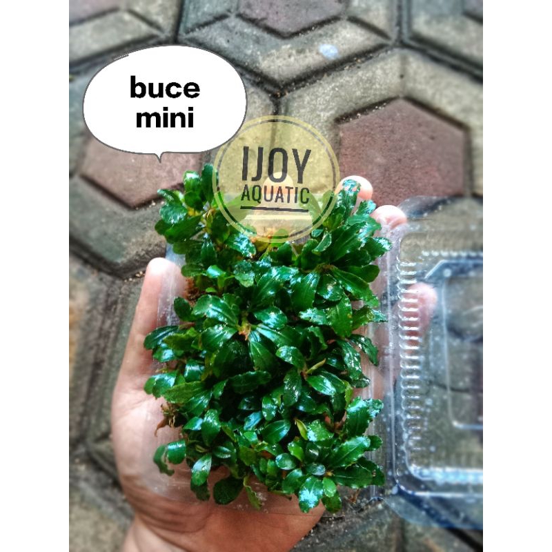 Jual buce phalandra mini, bucephalandra tanaman aquascape mika 8x10 ...