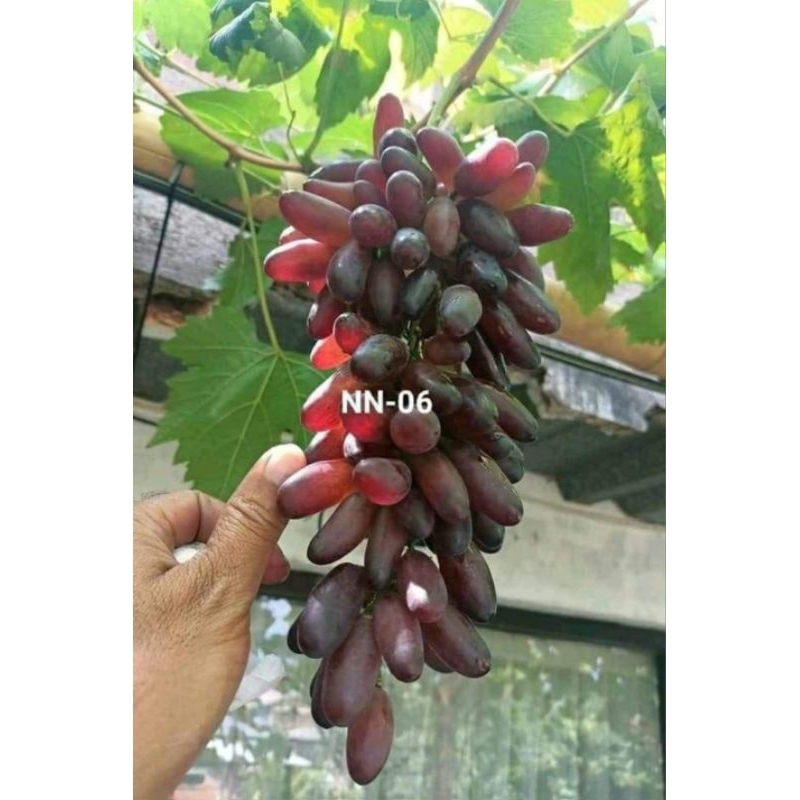 Jual Anggur import jenis Portugis dream/NN06 | Shopee Indonesia