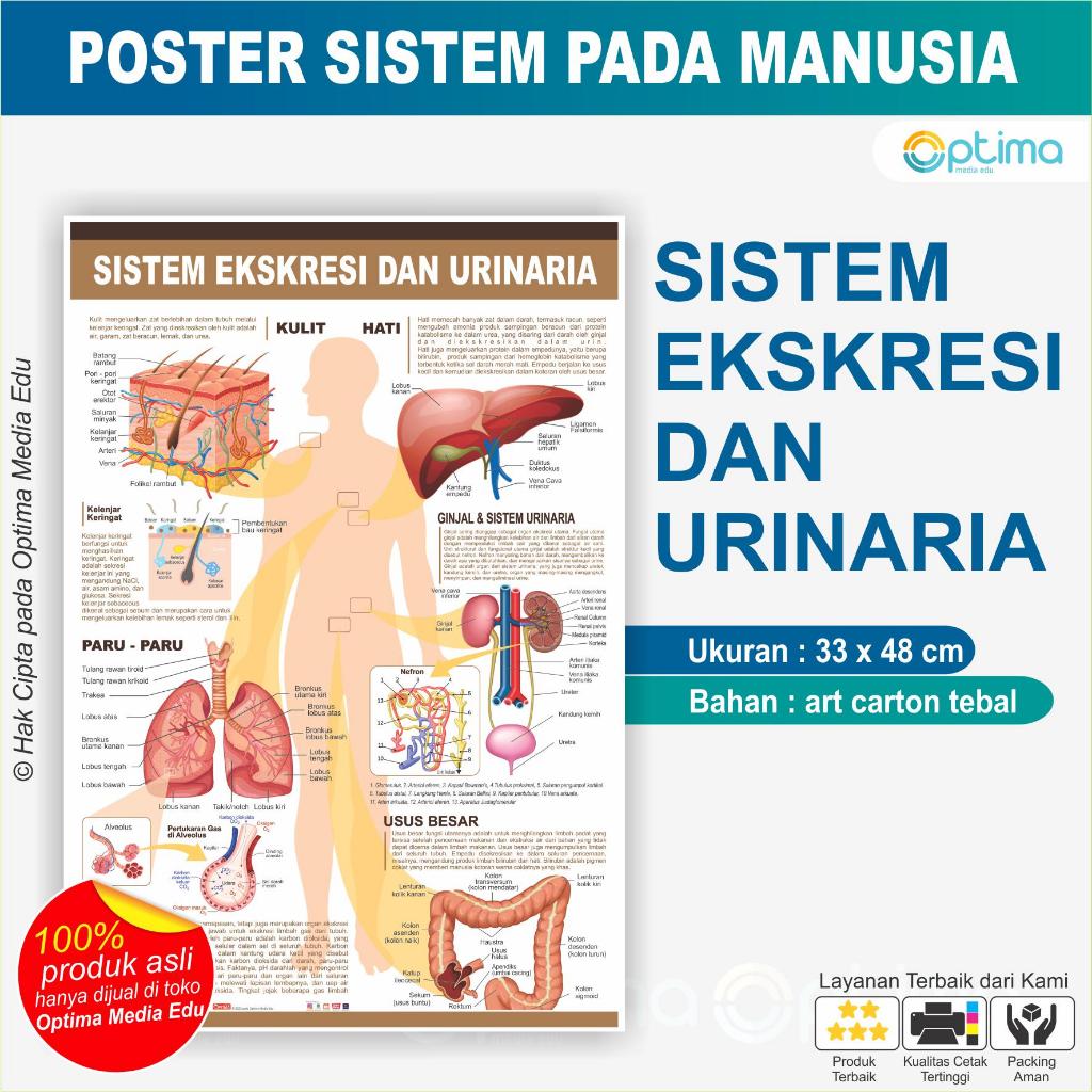 Jual Poster Carta Anatomi Sistem pada Manusia : Endokrin, Indra ...