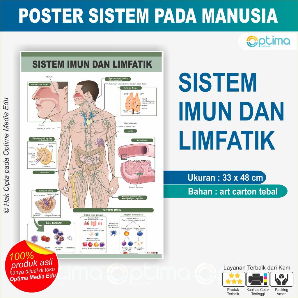 Jual Poster Carta Anatomi Sistem pada Manusia : Endokrin, Indra ...