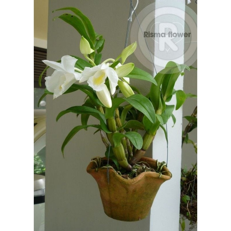 Jual BUNGA ANGGREK DENDROBIUM JUMBO PUTIH ( DEWASA ) TANAMAN HIAS POHON ...