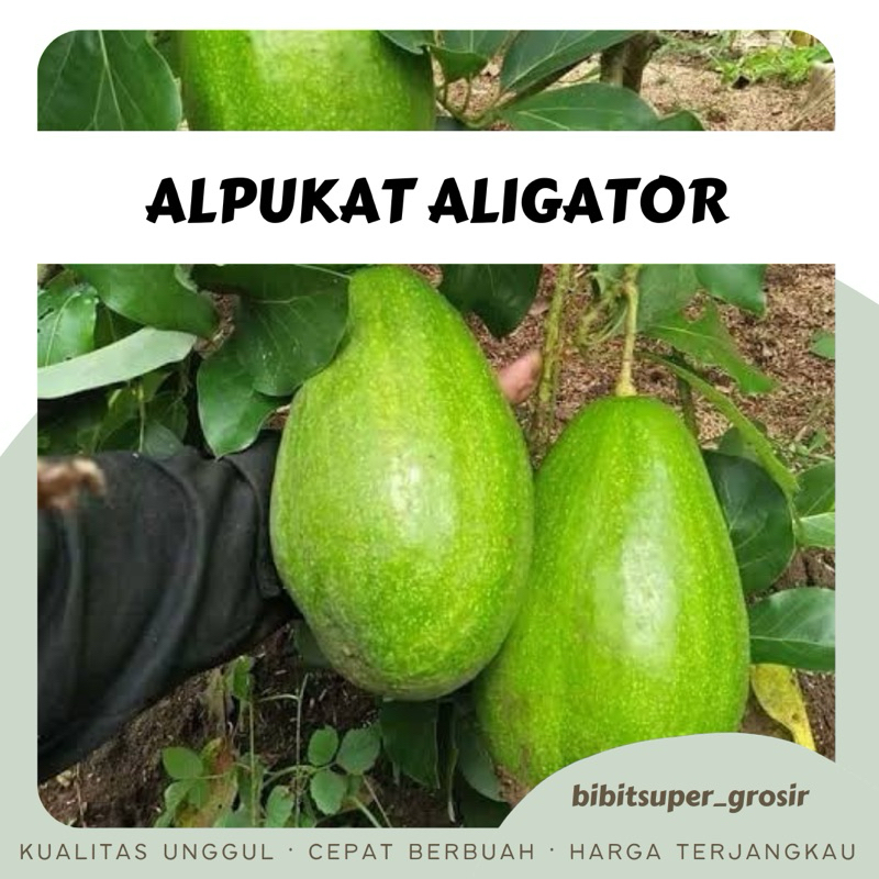 Jual LIVE!! Tanaman Alpukat Aligator besar rimbun batang super | Shopee ...