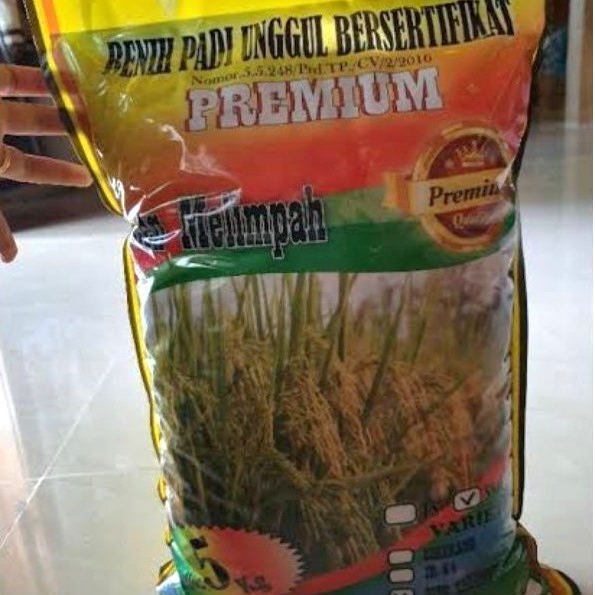 Jual 5KG BENIH PADI INPARI 32 UNGGUL PREMIUM | Shopee Indonesia