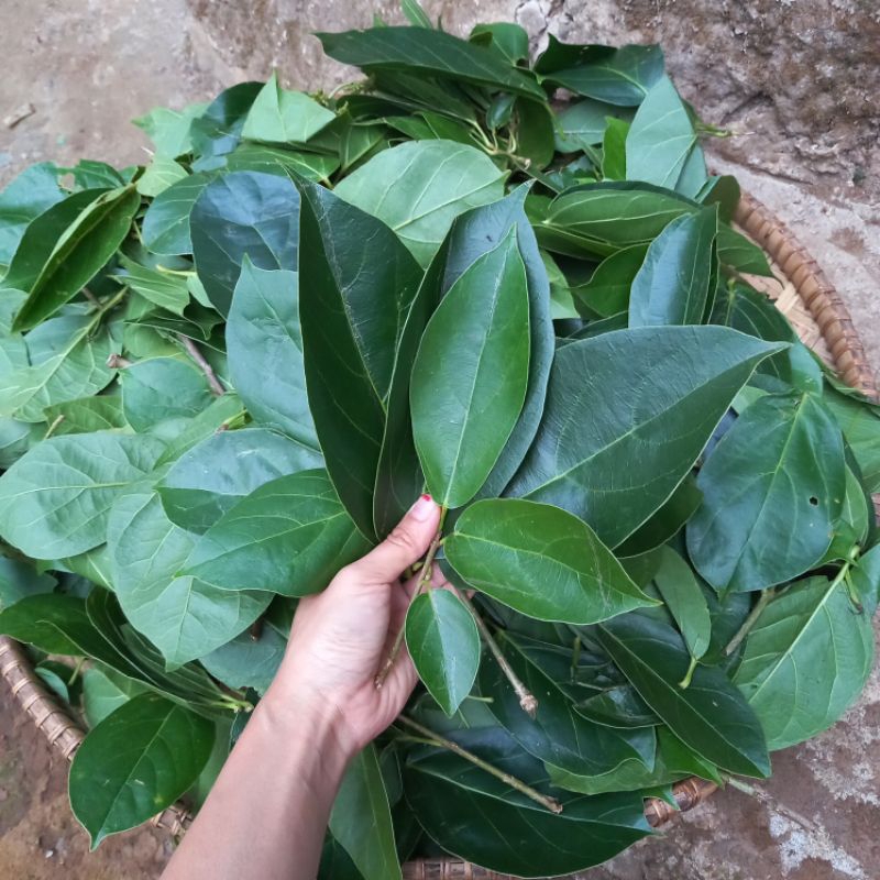 Jual Daun cincau perdu hijau fresh 1 kg organik hebal | Shopee Indonesia