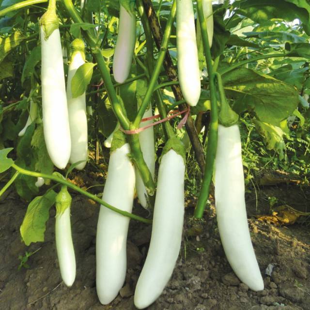 Jual Bibit Benih Terong Putih Panjang (10 Butir) | Shopee Indonesia