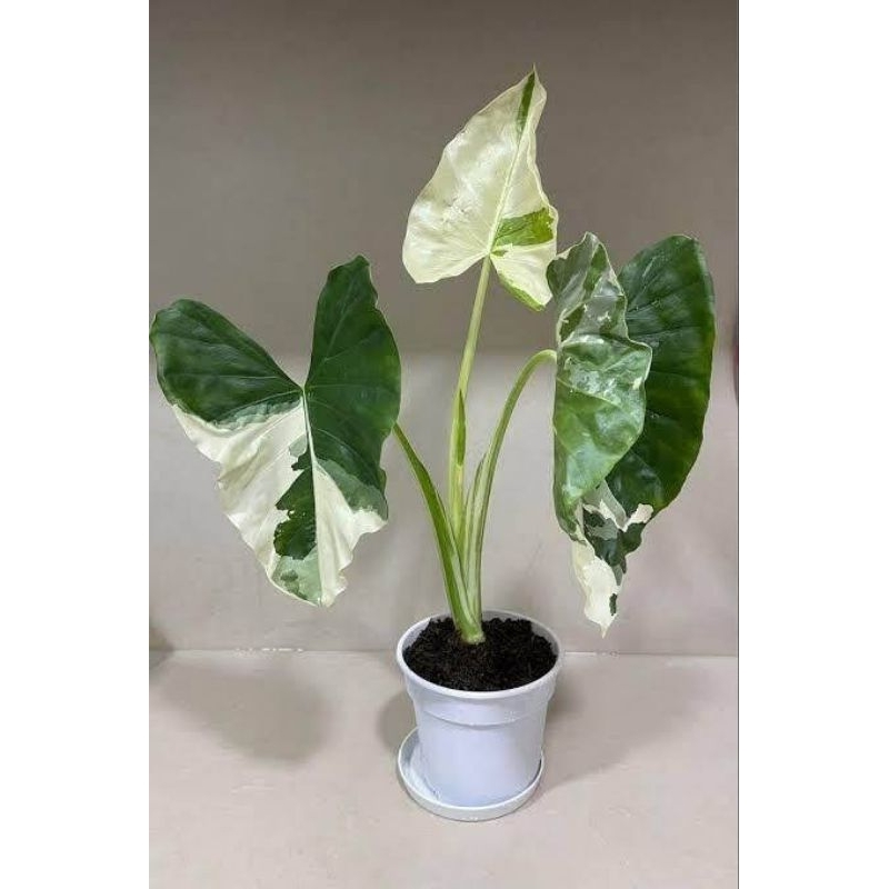 Jual Tanaman hias colocasia senvar ( sente varigata putih ) | Shopee ...