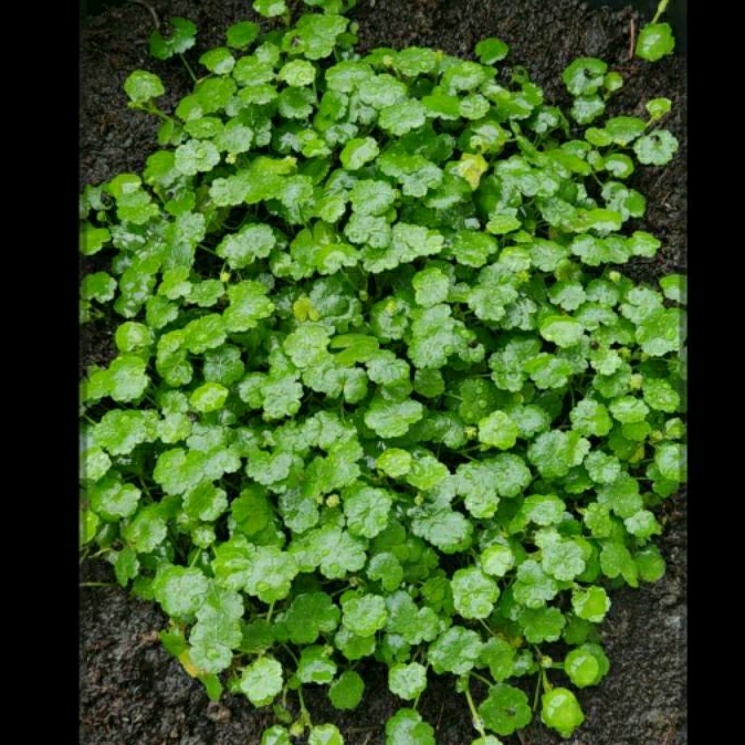 Jual Tanaman air aquascape Hydrocotyle Sibthorpioides tanaman aquascape ...