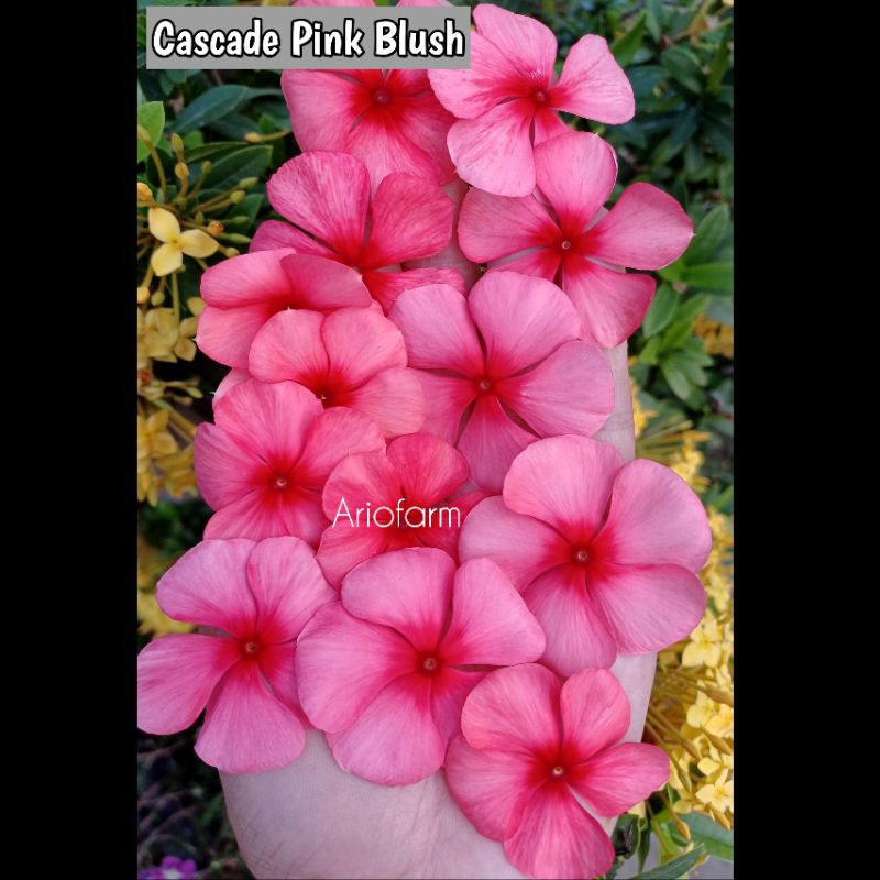 Jual BENIH / BIJI VINCA Cascade Pink Blush, isi 15 biji | Shopee Indonesia