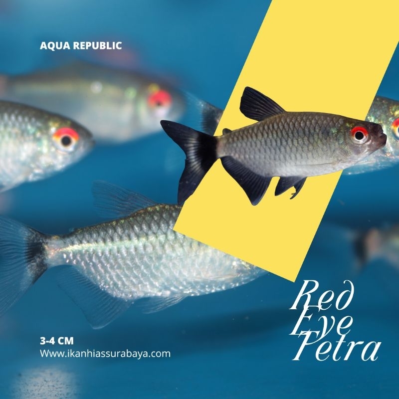 Jual IKAN HIAS AIR TAWAR AQUASCAPE MATA MERAH RED EYE TETRA BALON ...