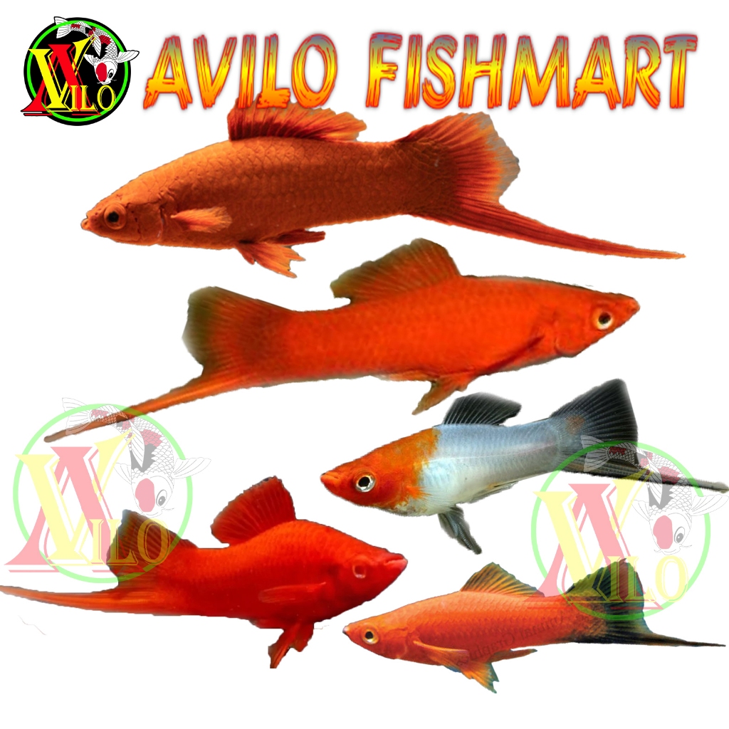 Jual paket 10 ekor ikan hias platis pedang jantan swordtail rendom ...
