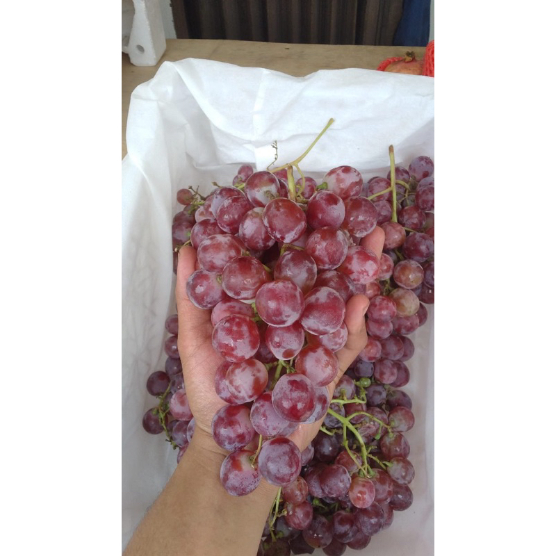 Jual BUAH ANGGUR MERAH RED GLOBE 1KG | Shopee Indonesia